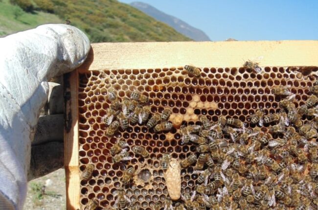 ΜΕΛΙΣΟΚΟΜΙΑ ΣΤΗΝ ΗΠΕΙΡΟ: Ένας κλάδος με παράδοση και προοπτική - NEOI ...